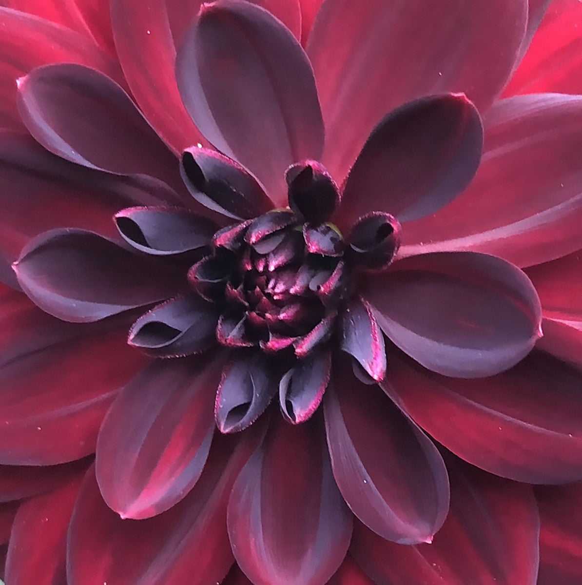 Deep Red Dahlia Macro Flower – Nature of Flowers