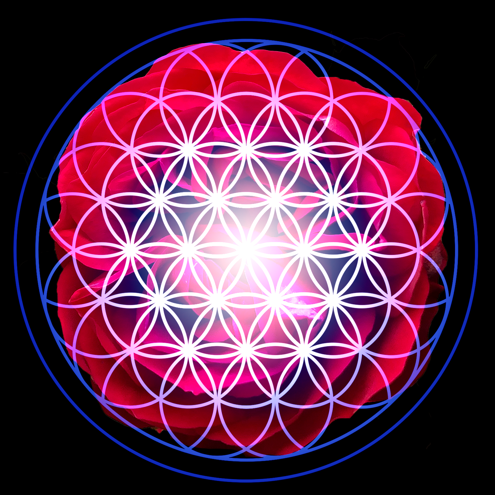 Red Rose Flower of Life – Nature of Flowers