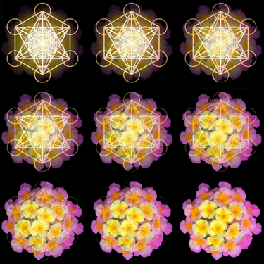 Nature of Flowers by Quentin Carpenter